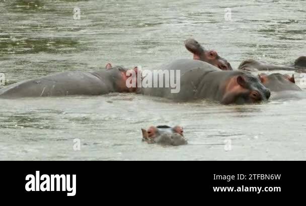 Animal yawning Stock Videos & Footage - HD and 4K Video Clips - Alamy
