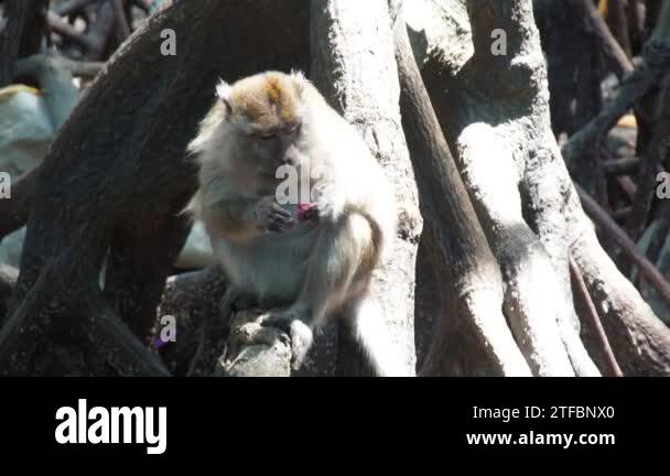 monkeys in the mangroves Stock Video Footage - Alamy