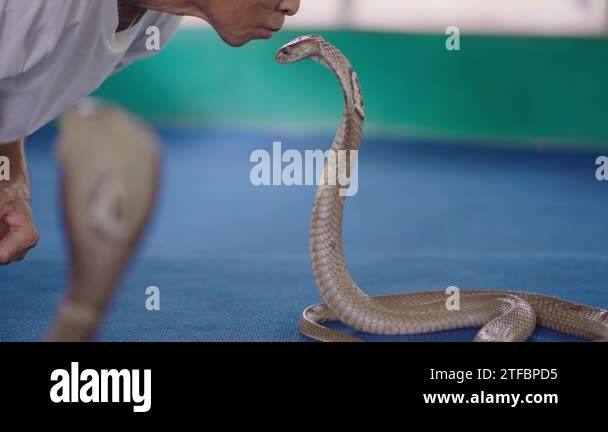 Thai snake charmer kissing head of a Thai cobra snake during a show at ...