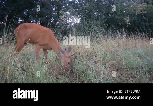 British native deer species Stock Videos & Footage - HD and 4K Video ... British native deer species Stock Videos & Footage - HD and 4K Video ...