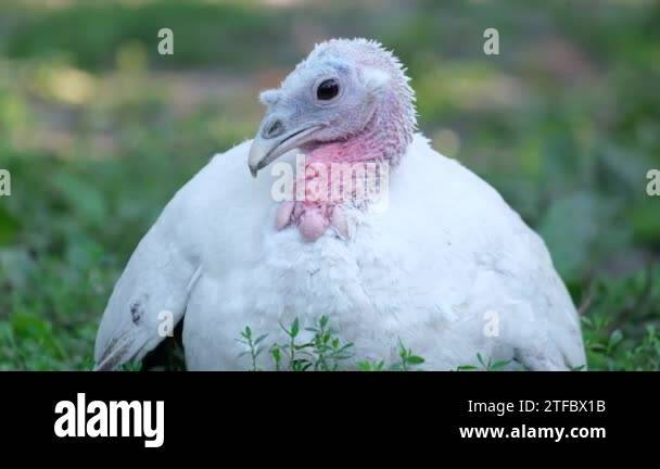 Turkey animal Stock Videos & Footage - HD and 4K Video Clips - Alamy