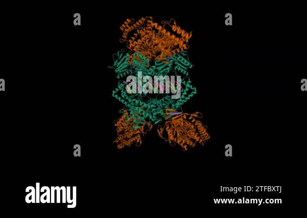 Cas1-Cas2-Csn2-DNA complex from the Type II-A CRISPR-Cas system ...