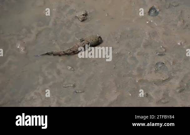 Mudskipper is a fish that lives on land, freshwater, brackish water and ...
