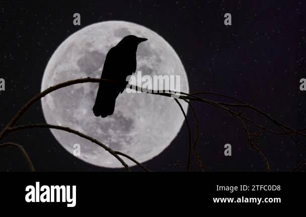 Crow and moon Stock Videos & Footage - HD and 4K Video Clips - Alamy