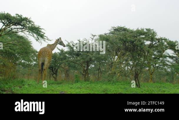Bowing trees Stock Videos & Footage - HD and 4K Video Clips - Alamy