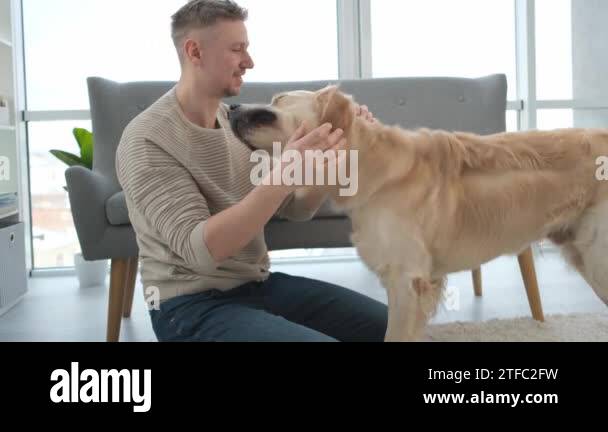 Adult male golden retriever Stock Videos & Footage - HD and 4K Video ...