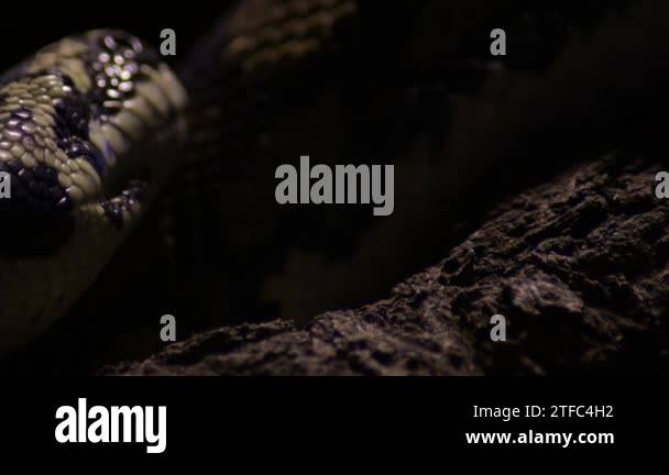 Carpet snakes Stock Videos & Footage - HD and 4K Video Clips - Alamy