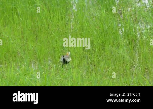 Pheasant-tailed Jacana feeding in a pond with vegetation. Long-tailed ...