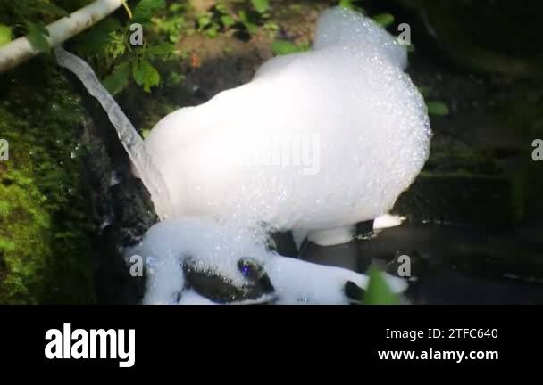 foam drain. Bathroom wastewater with an abundance of phosphorus ...