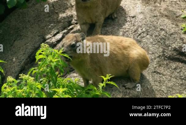 Plant eating animals Stock Videos & Footage - HD and 4K Video Clips - Alamy