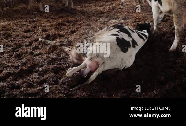 Exact moment when cow gives birth to calf on dairy farm. Breeding ...