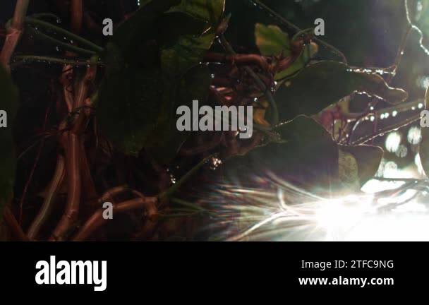 Flora of brazil Stock Videos & Footage - HD and 4K Video Clips - Alamy