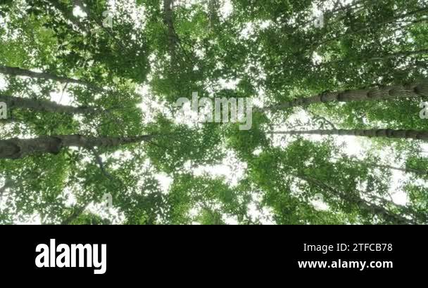 Rotation camera of forest trees with bright afternoon sun and rays ...