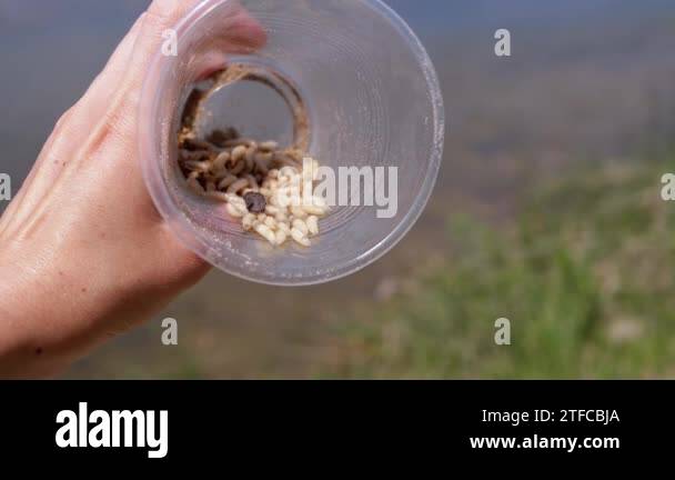 Hand Holding a Transparent Plastic Glass with Maggots on a Background ...