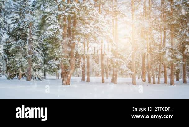 Very nice big Christmas tree in the woods with snow with sun rays and ...