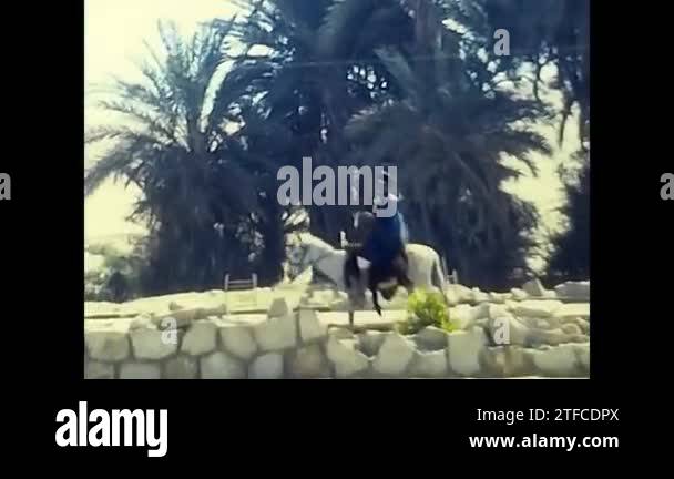 Donkey suffering Stock Videos & Footage - HD and 4K Video Clips - Alamy