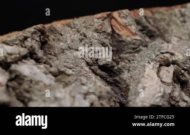 Structure of a stump fibre and bark from a saw cut tree trunk. Plant ...