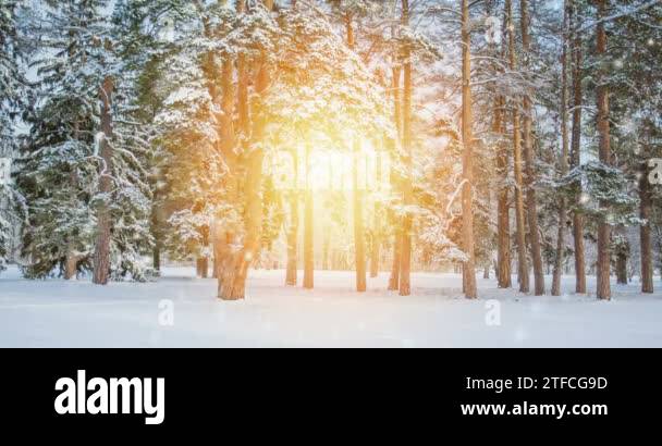 Very nice big Christmas tree in the woods with snow with sun rays and ...