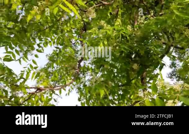 Neem flower in the tree. Its other names Azadirachta indica ...