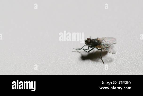 Fly pest Stock Videos & Footage - HD and 4K Video Clips - Alamy