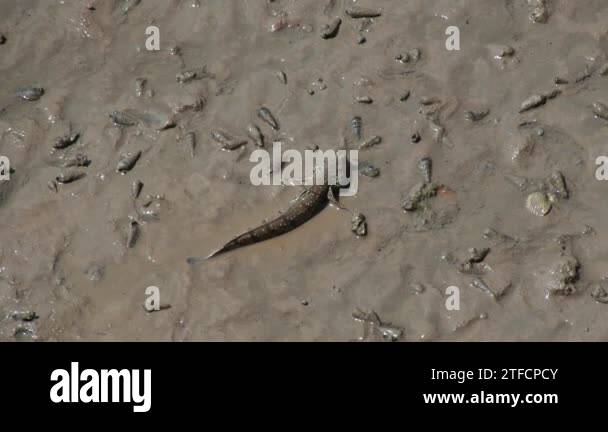 Mudskipper is a fish that lives on land, freshwater, brackish water and ...