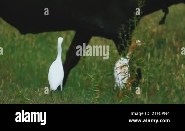 Egert Stock Videos & Footage - HD and 4K Video Clips - Alamy