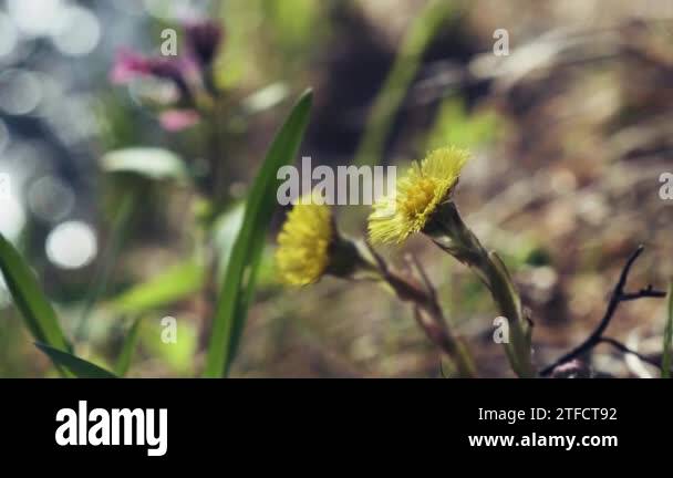 Forest wild flower Stock Videos & Footage - HD and 4K Video Clips - Alamy