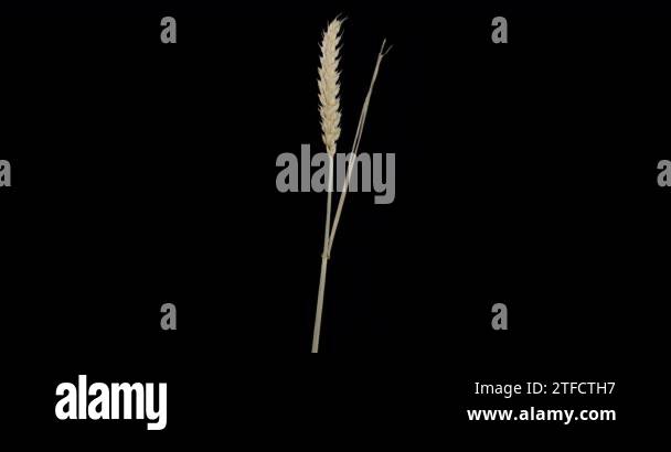 Spikelet structure Stock Videos & Footage - HD and 4K Video Clips - Alamy
