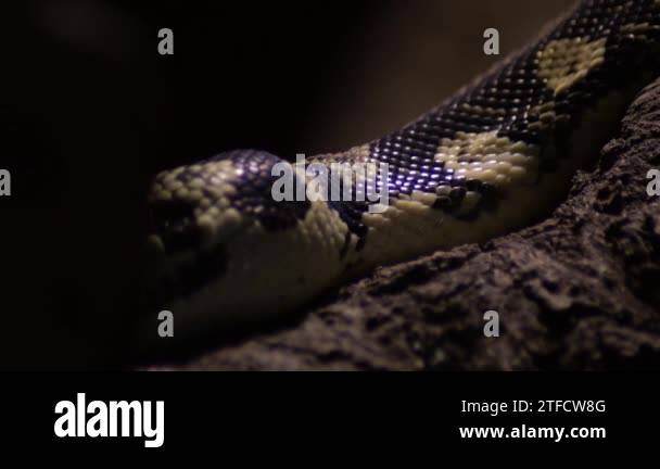 Reticulated python Stock Videos & Footage - HD and 4K Video Clips - Alamy
