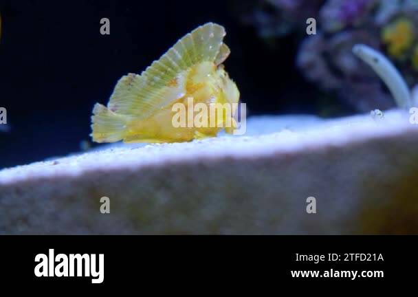 Leaf fish Stock Videos & Footage - HD and 4K Video Clips - Alamy