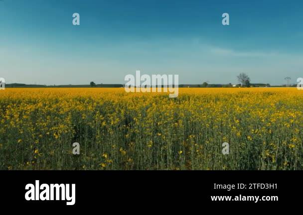 Visconti green Stock Videos & Footage - HD and 4K Video Clips - Alamy