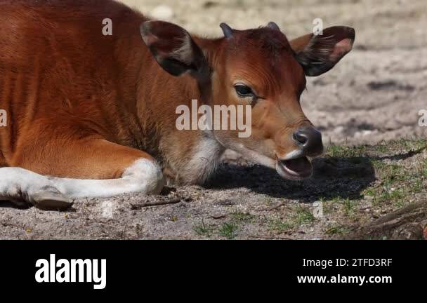 Young baby Banteng, Bos javanicus or Red Bull. It is a type of wild ...