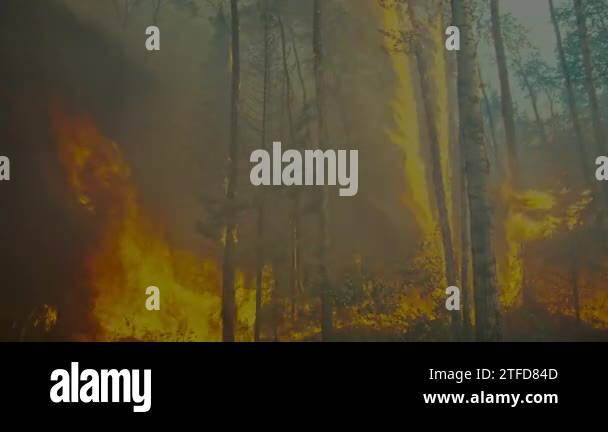 California redwood forest fire Stock Videos & Footage - HD and 4K Video ...