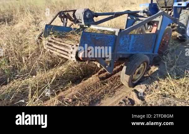 Process of digging fresh organic potatoes vegetable in field on soil ...