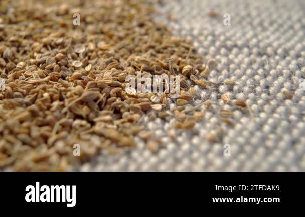 Jute seed Stock Videos & Footage - HD and 4K Video Clips - Alamy