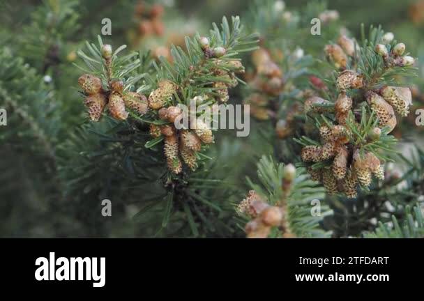 Abies korean fir Stock Videos & Footage - HD and 4K Video Clips - Alamy