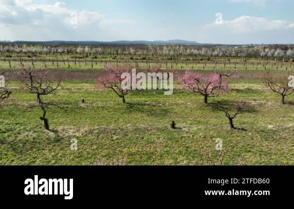 Orchard peach trees Prunus persica bloomed spring garden drone aerial ...