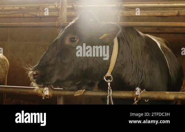 Cow inside Stock Videos & Footage - HD and 4K Video Clips - Alamy