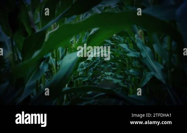 Scary plant creature Stock Videos & Footage - HD and 4K Video Clips - Alamy