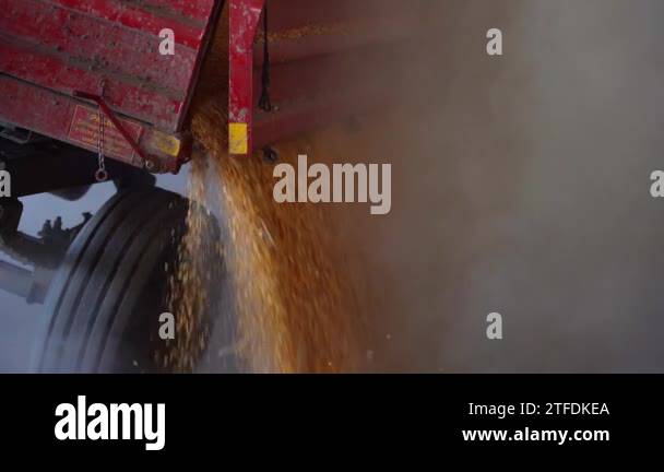 Corn Grain Being Poured From A Tractor Trailer Into A Grain Elevator ...