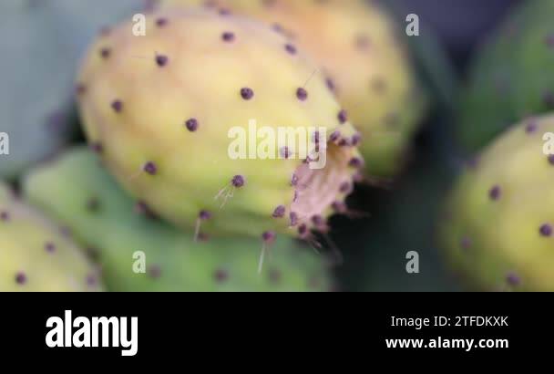 Mexican edible cactus Stock Videos & Footage - HD and 4K Video Clips ...