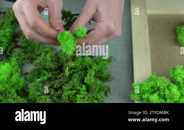 Green moss lichen plants Stock Videos & Footage - HD and 4K Video Clips ...