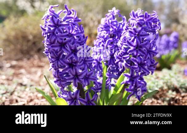 Purple hyacinth spring flower Stock Videos & Footage - HD and 4K Video ...