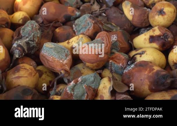A pile of rotten, moldy pears. Food loss and waste on the farm and in ...