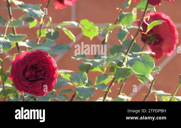 Rose spine Stock Videos & Footage - HD and 4K Video Clips - Alamy