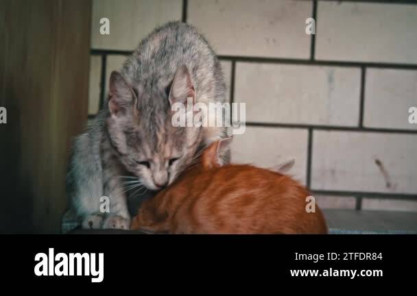 Poor brood Stock Videos & Footage - HD and 4K Video Clips - Alamy