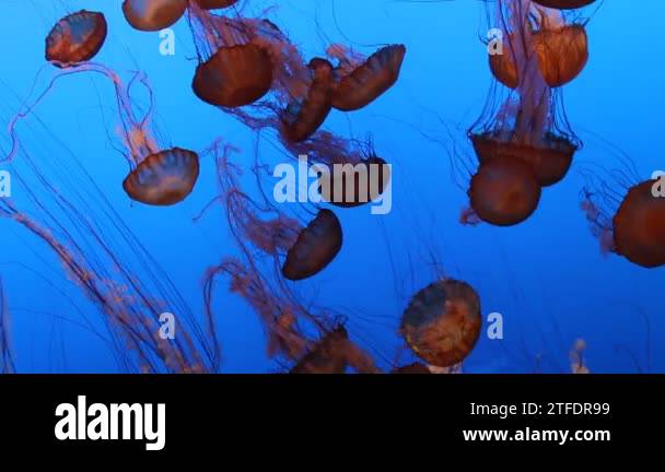 Jelly fishes float water Stock Videos & Footage - HD and 4K Video Clips ...