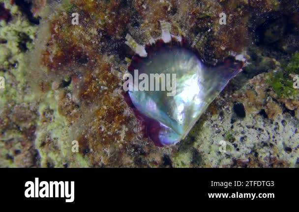 Diving pearl oyster Stock Videos & Footage - HD and 4K Video Clips - Alamy