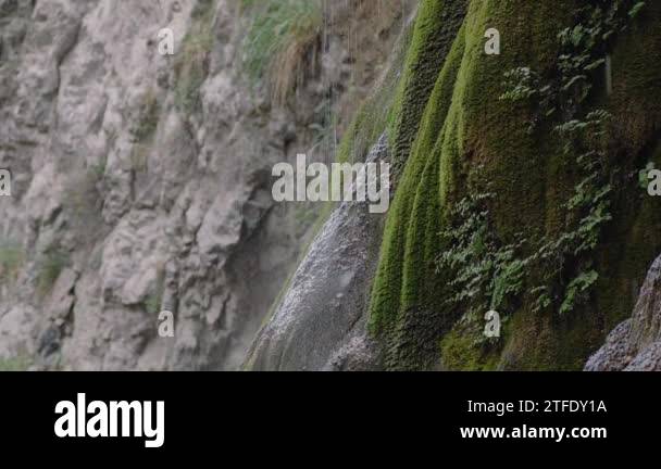 Tree bark rain forest Stock Videos & Footage - HD and 4K Video Clips ...