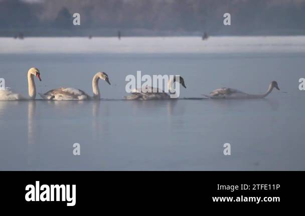 Feeding through the winter Stock Videos & Footage - HD and 4K Video ...